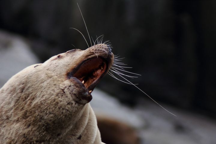 Hear My Roar - Adventure Images - Photography, Animals, Birds, & Fish ...