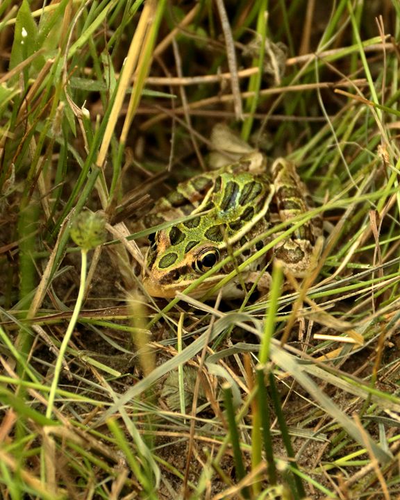Grass Frog - Adventure Images - Photography, Animals, Birds, & Fish ...