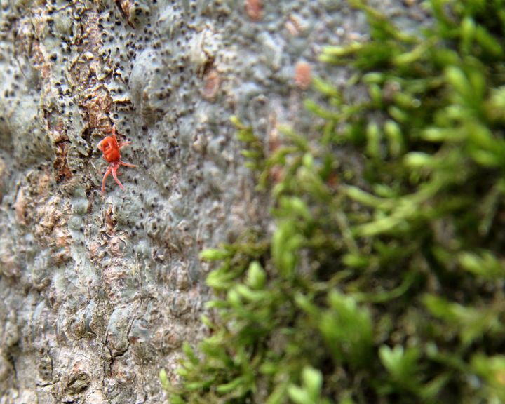 Clover Mite - Adventure Images - Photography, Animals, Birds, & Fish ...