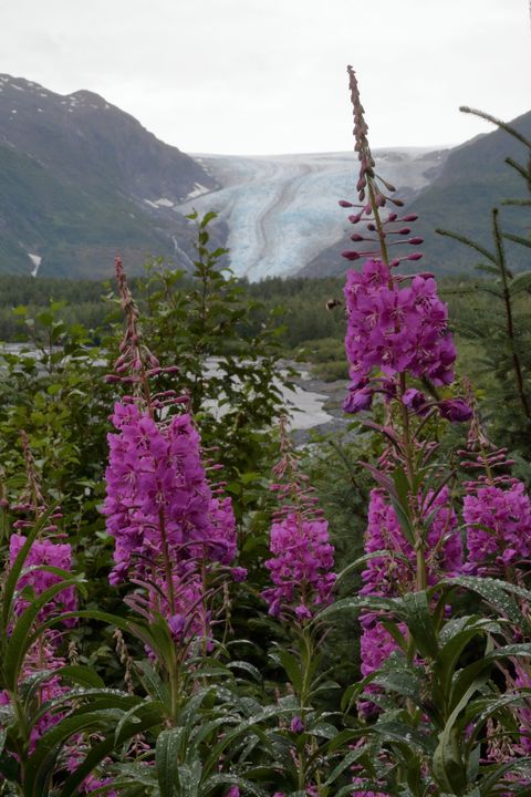 Fireweed and Ice - Adventure Images - Photography, Landscapes & Nature ...