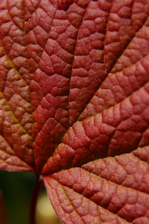 Highbush Cranberry Leaf Macro - Adventure Images - Photography, Flowers ...