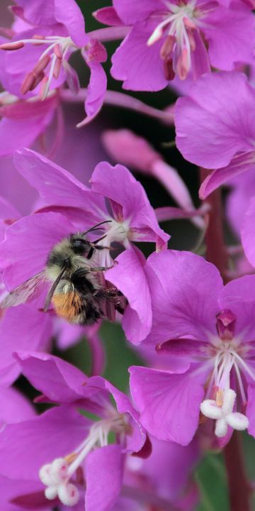 Getting That Fireweed Pollen - Adventure Images - Photography, Flowers ...