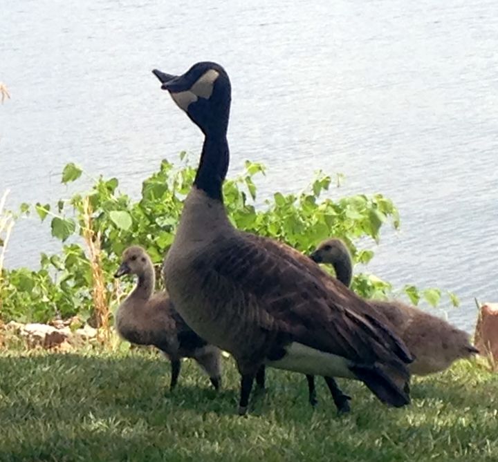 Hugging Geese - Backroads Studio - Photography, Animals, Birds, & Fish ...