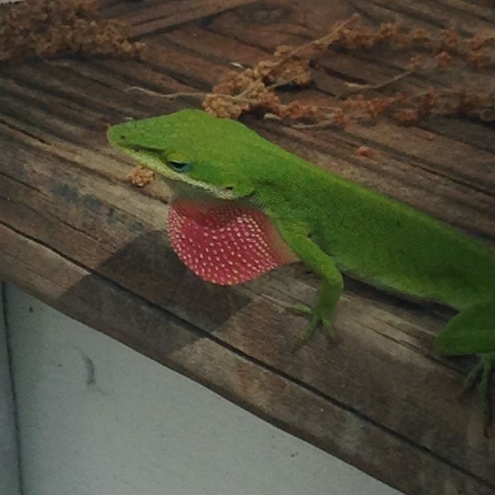 Spring lizard - Backroads Studio - Photography, Animals, Birds, & Fish ...