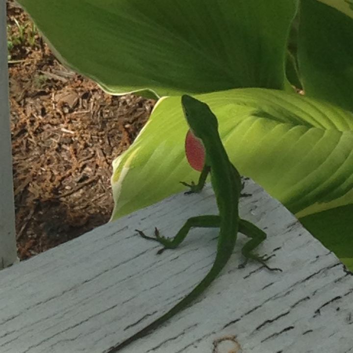 Spring lizard - Backroads Studio - Photography, Animals, Birds, & Fish ...
