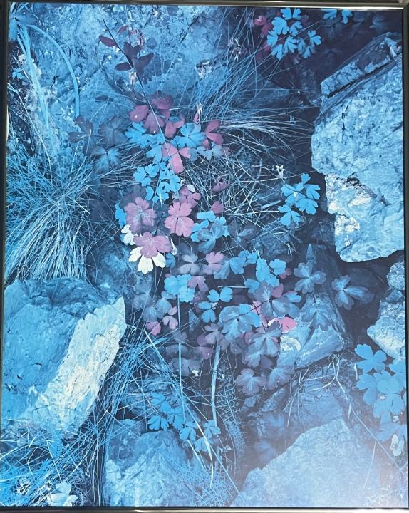 JSC - Paintings & Prints