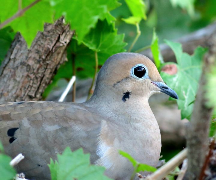 RemasterDirector_V0 Mama Dove - Serene Scenes ,Joni German ...