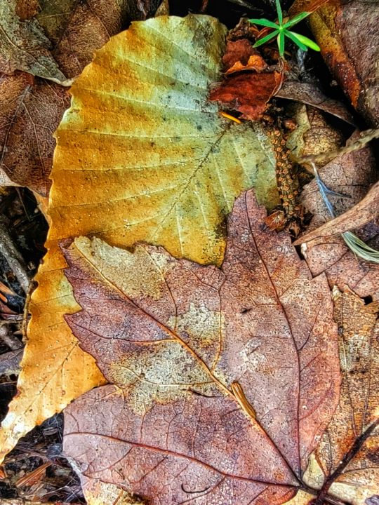 Gold on forest floor - Serene Scenes ,Joni German - Photography ...