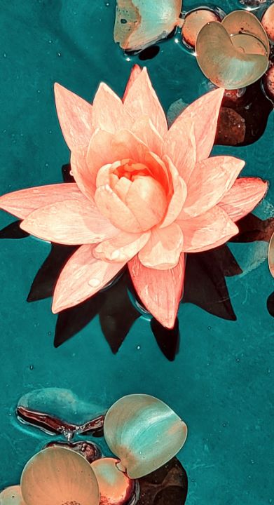 Lily in peach - Serene Scenes ,Joni German - Photography, Flowers ...