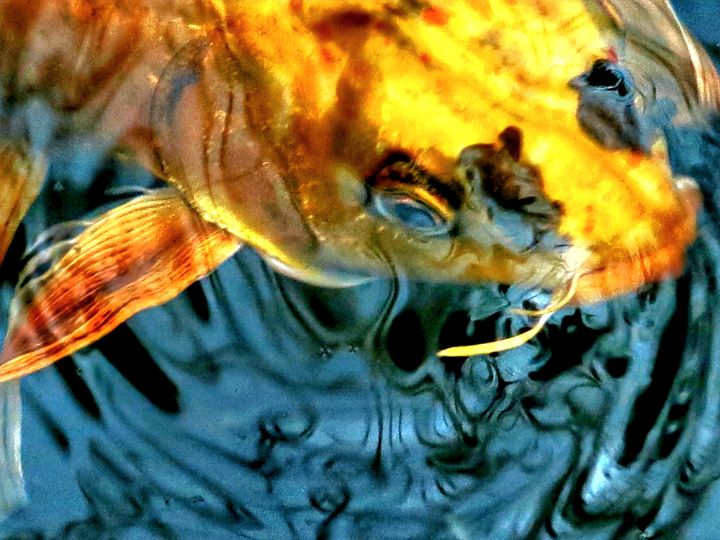 Koi watercolor - Serene Scenes ,Joni German - Photography, Animals ...