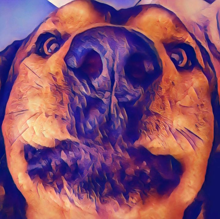 Goofy - Serene Scenes ,Joni German - Photography, Animals, Birds ...