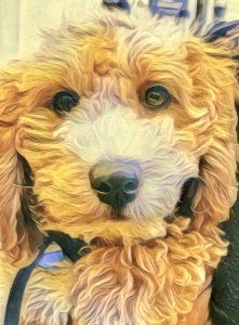 Serene Scenes ,Joni German - Photography