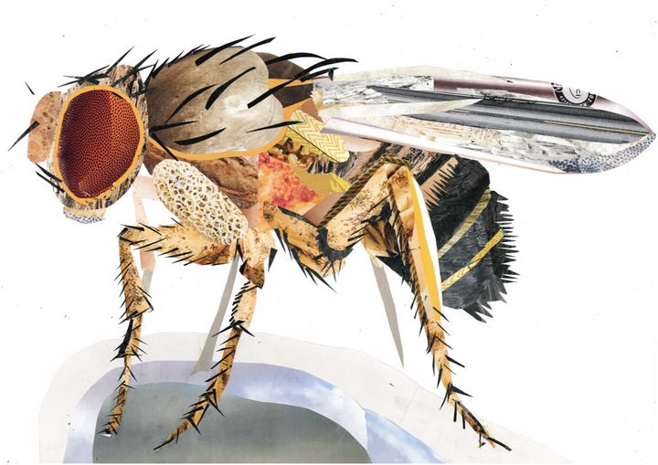 Fruit Fly in Magazine Cuttings - Dani Edmunds Art - Paintings & Prints ...