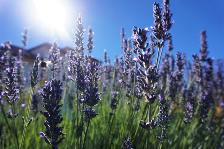 Lavender Sun - R.Gourley - Photography, Flowers, Plants, & Trees ...