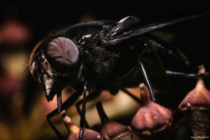 Black Horsefly - Magnificent Reality - Photography, Animals, Birds ...