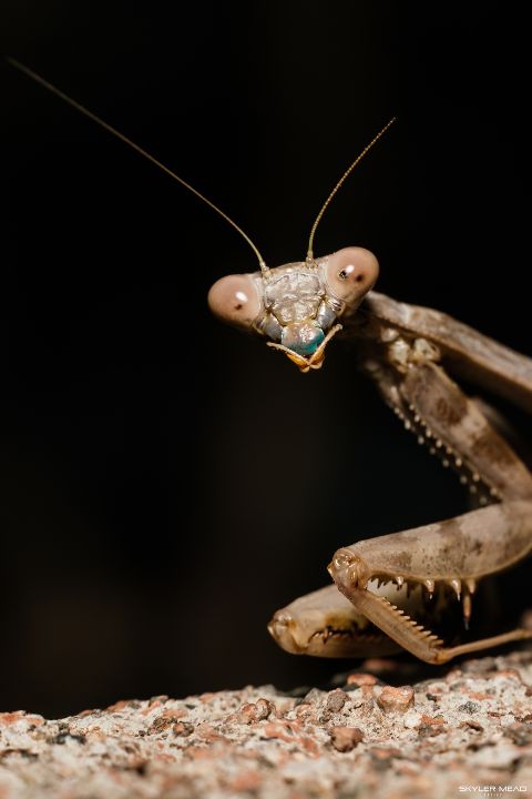 Blue Face Mantis - Magnificent Reality - Photography, Animals, Birds ...