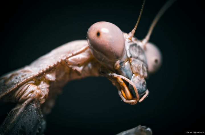 Blue Mantis 2 - Magnificent Reality - Photography, Animals, Birds ...