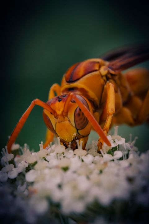 Wasp Love - Magnificent Reality - Photography, Animals, Birds, & Fish ...