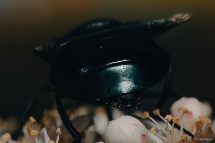 Beetle Butt - Magnificent Reality - Photography, Animals, Birds, & Fish ...