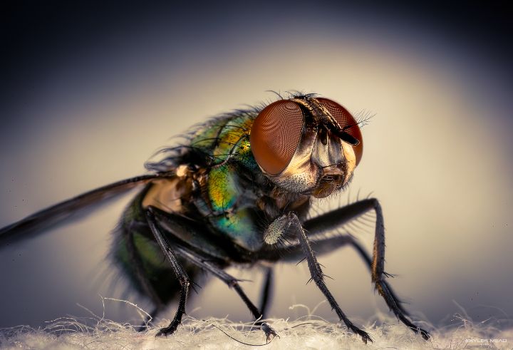 Housefly Saying Heeeey - Magnificent Reality - Photography, Animals ...