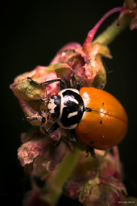 Ladybug in waiting. - Magnificent Reality - Photography, Animals, Birds ...