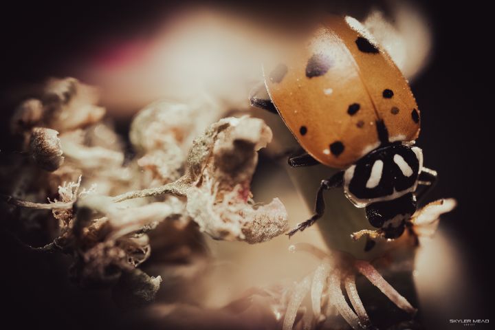 Ladybug Glamour Shot - Magnificent Reality - Photography, Animals ...