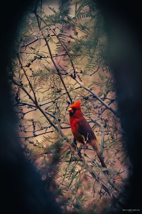 Red Window - Magnificent Reality - Photography, Animals, Birds, & Fish ...
