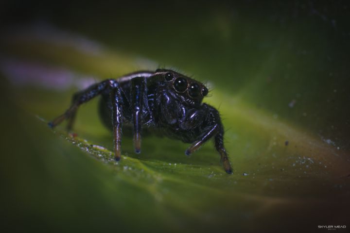 Jumping Spider Says Hello - Magnificent Reality - Photography, Animals ...