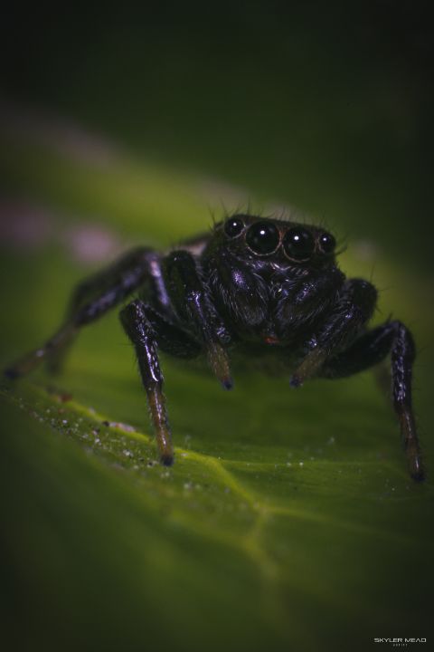 Jumping Spider Love - Magnificent Reality - Photography, Animals, Birds ...