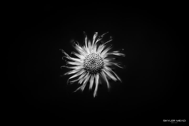 Trypophobia - Magnificent Reality - Photography, Flowers, Plants ...