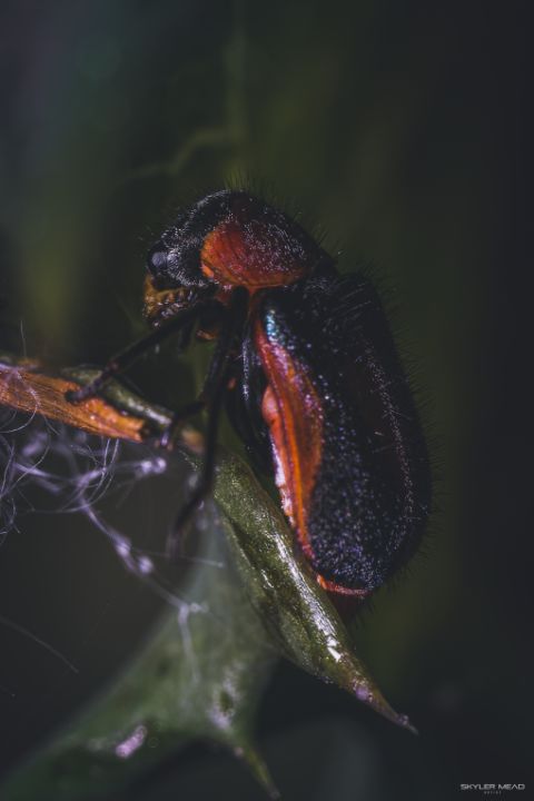 Beetle Glamour - Magnificent Reality - Photography, Animals, Birds ...