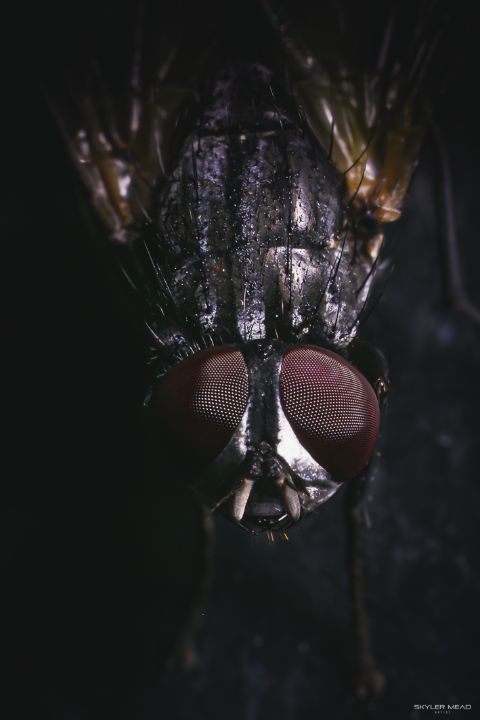 Fly Portrait - Magnificent Reality - Photography, Animals, Birds ...