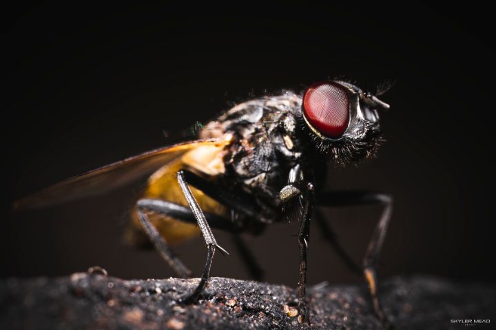 2 Tone Housefly - Magnificent Reality - Photography, Animals, Birds ...