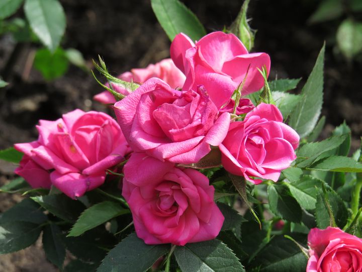 Pink Rosier Mini Roses - GoldenHourPhotos - Photography, Flowers ...