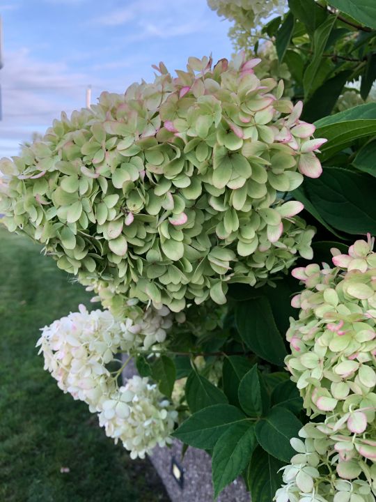 Lovely Limelight Hydrangeas flowers - GoldenHourPhotos - Photography ...