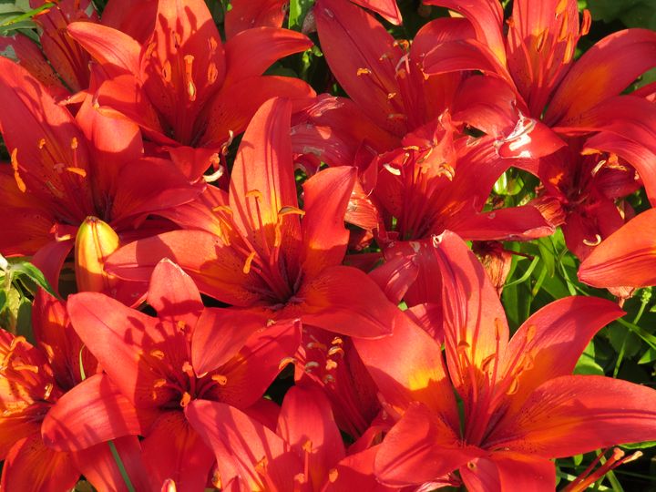Vivid Red Lilies - GoldenHourPhotos - Photography, Flowers, Plants ...