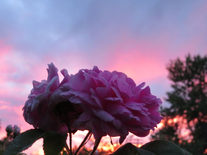 Pink Roses In The Sunset - GoldenHourPhotos - Photography, Flowers ...