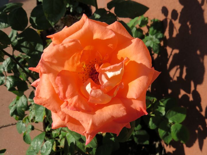 Peach Rose In The Golden Hour - GoldenHourPhotos - Photography, Flowers ...