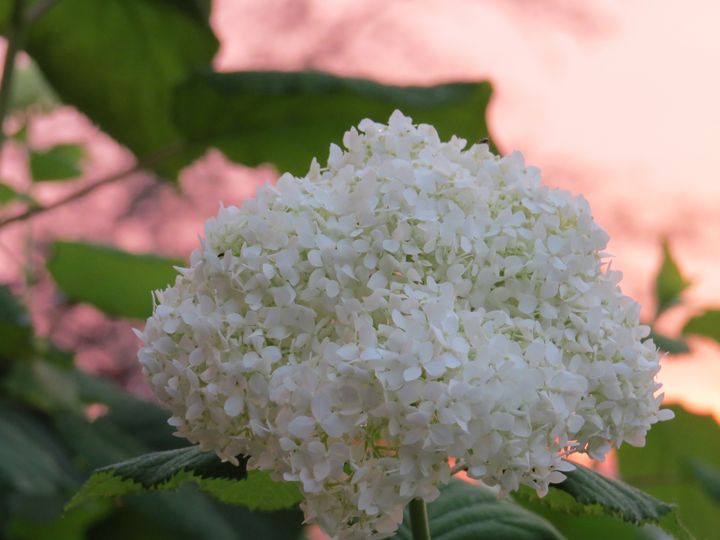 Hydrangea Flower At Sunset - GoldenHourPhotos - Photography, Flowers ...