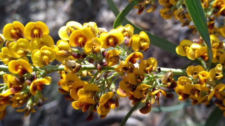 Yellow Pea Flowers - Sun Photography - Photography, Flowers, Plants ...