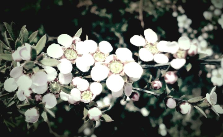 Tea-Tree Flowers - Sun Photography - Photography, Flowers, Plants ...