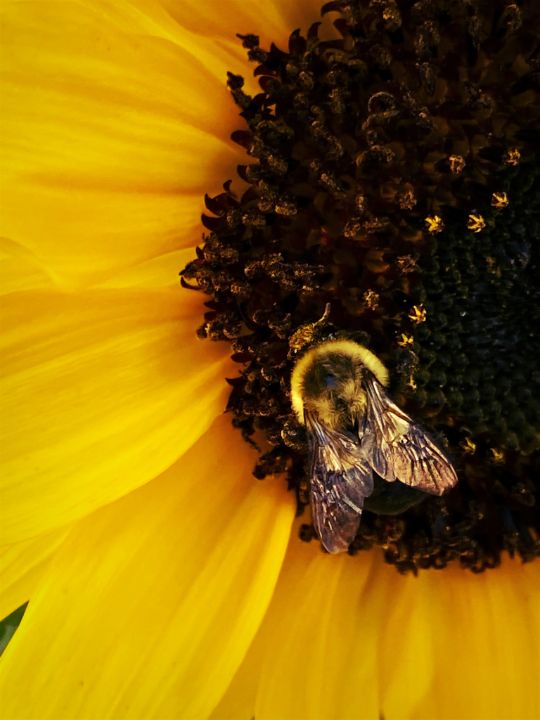 Bee & Sunflower - Alchemy Artisan Works - Photography, Animals, Birds ...