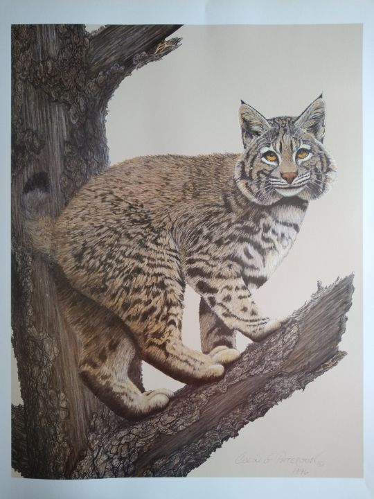 Cat Art & More - Paintings & Prints