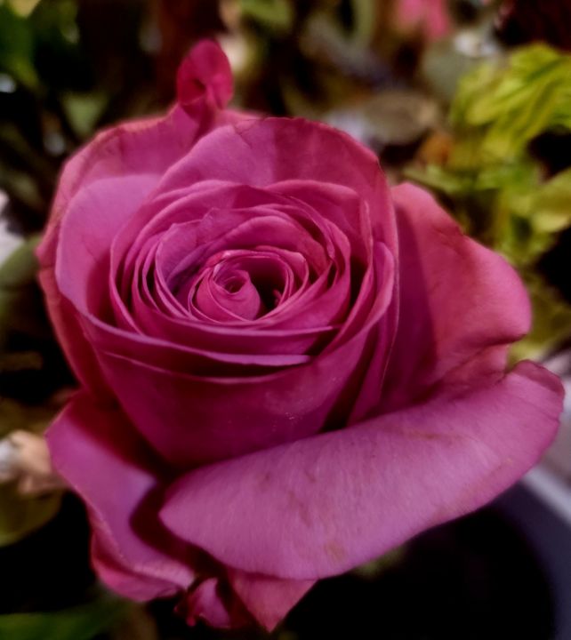Rose - M&M Photography - Photography, Flowers, Plants, & Trees, Flowers ...