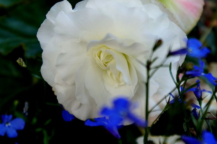 Flower - M&M Photography - Photography, Flowers, Plants, & Trees ...