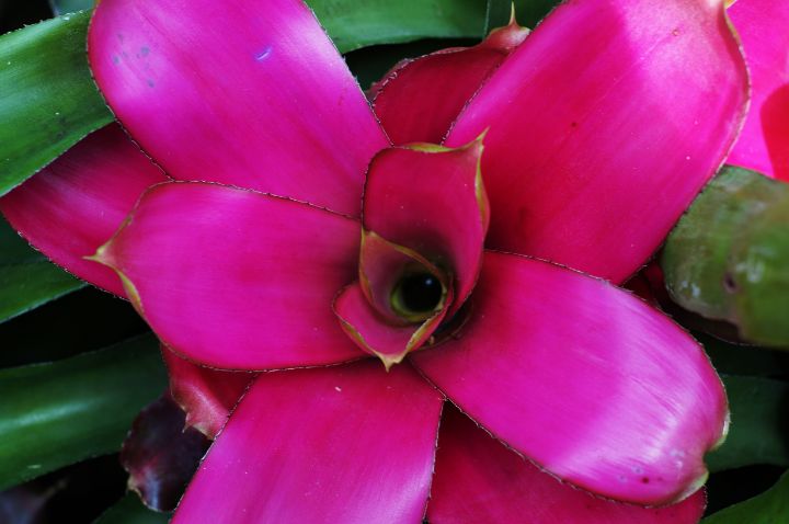 Pink Flower - M&M Photography - Photography, Flowers, Plants, & Trees ...