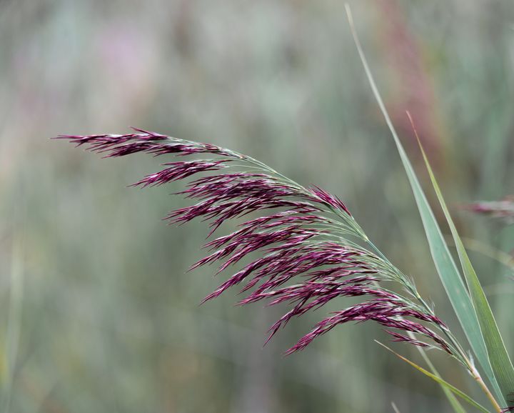 Common reed flower stalk - S. Lyons Photography - Photography ...