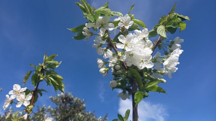 Apple blossoms - Lidia Marquis - Photography, Flowers, Plants, & Trees ...