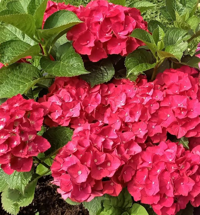 Hydrangeas - Lidia Marquis - Photography, Flowers, Plants, & Trees ...