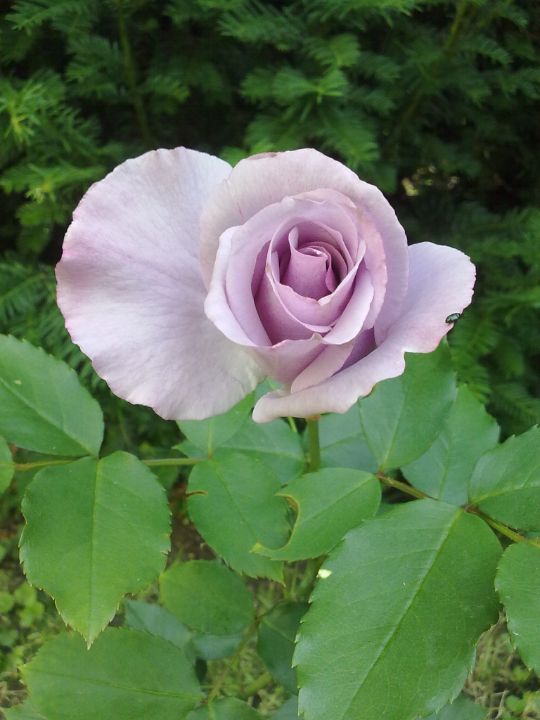 Violet Rose - Lidia Marquis - Paintings & Prints, Flowers, Plants ...